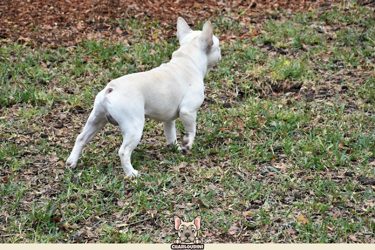 Queue du Bouledogue Français : Courte, Longue, Incarnée...