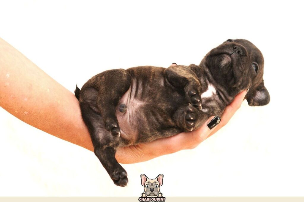 Bouledogue Français bringé : Présentation, Prix, Particularités ...